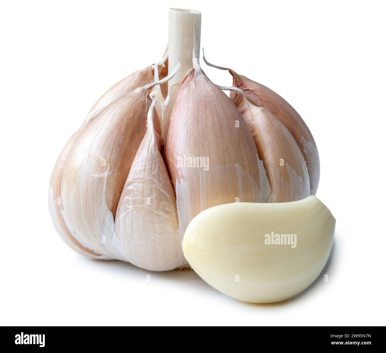 Single fresh white garlic bulb with peeled clove is isolated on white ...