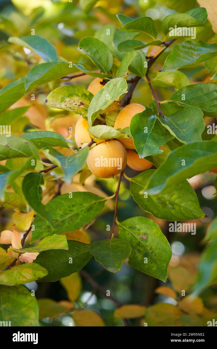 Ripe orange persimmon hangs hi-res stock photography and images - Alamy