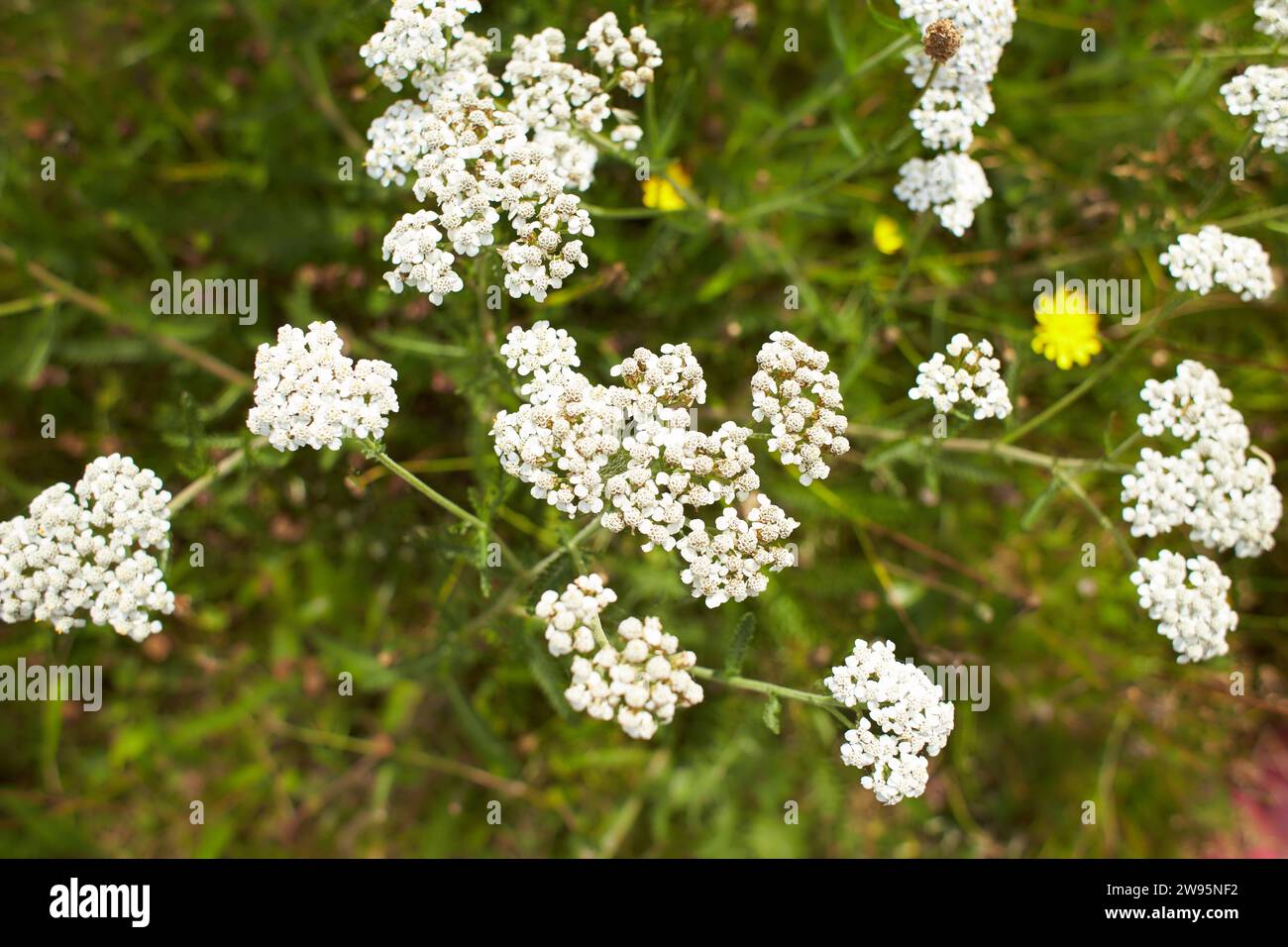 White flowers of asteraceae achillea distans in the garden. Summer and ...