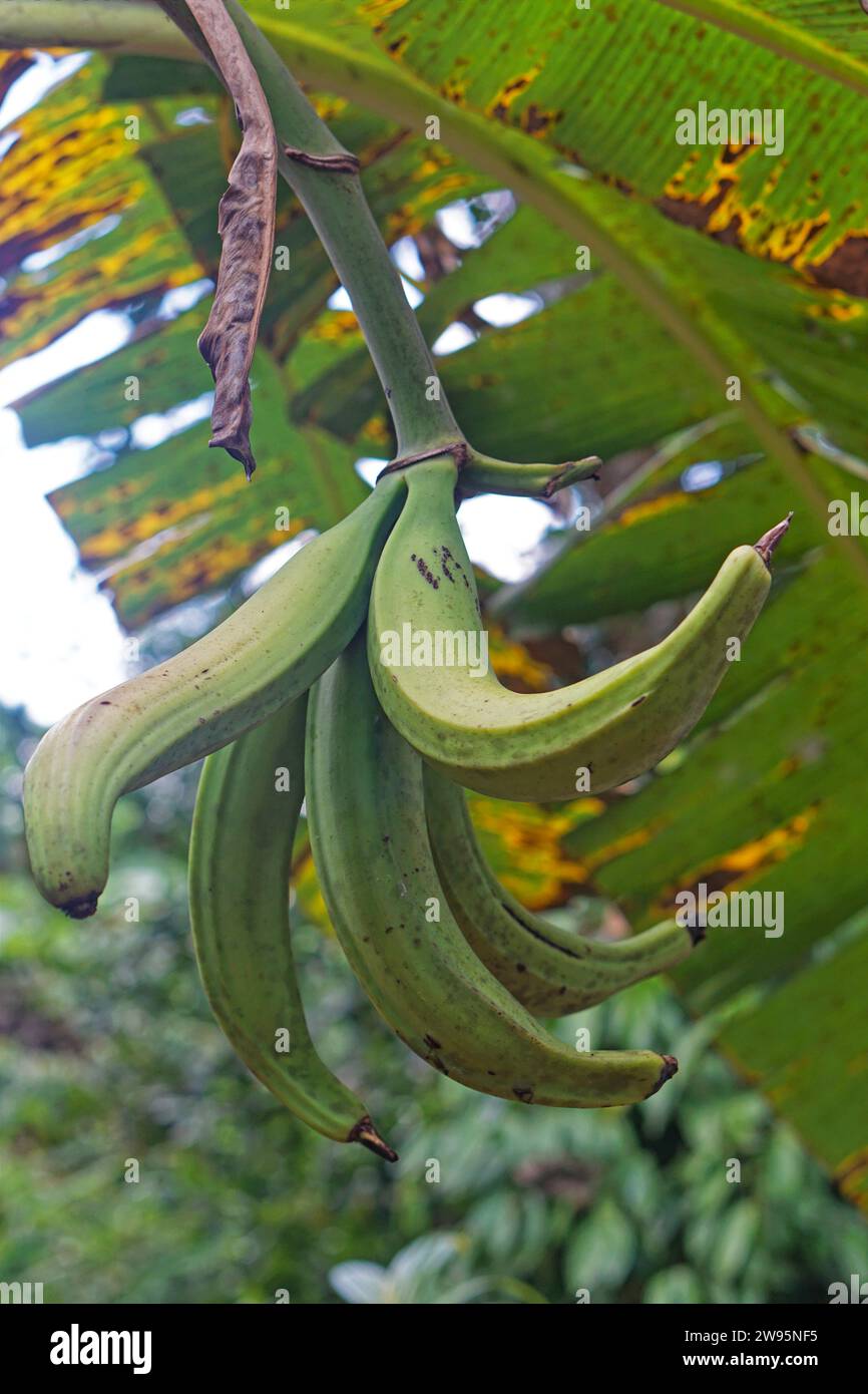 Green wild bananas at tree in Zanzibar jungle Stock Photo - Alamy
