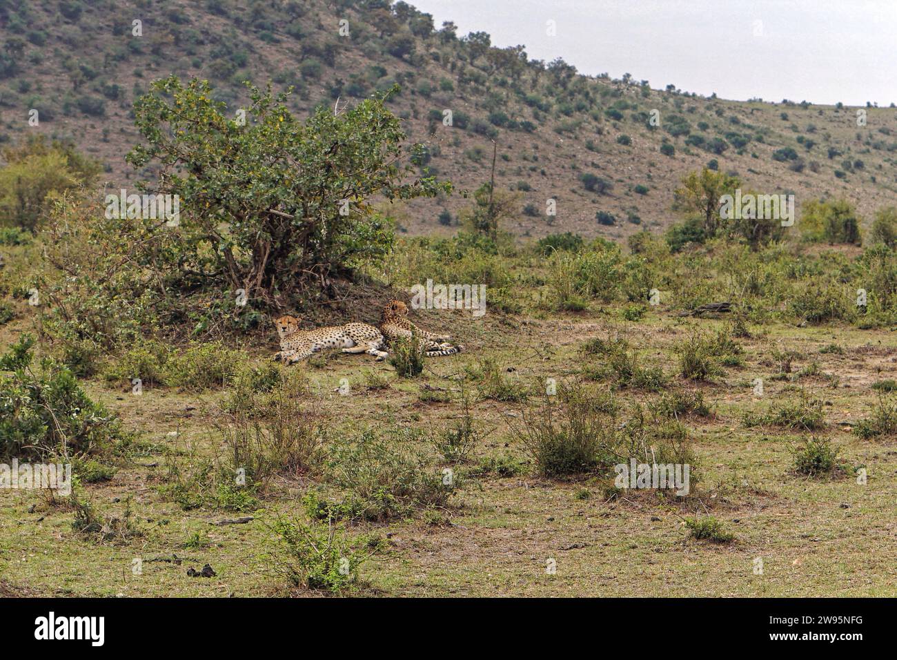 Pair of African cheetah wild cats in Kenya Stock Photo - Alamy