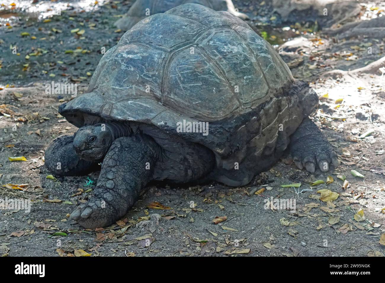 Giant African turtle tortoise in Zanzibar island Stock Photo - Alamy