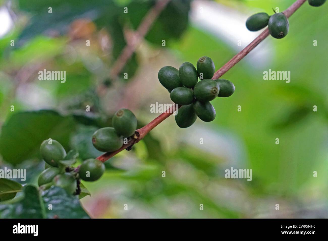 Green coffee beans at tree in Tanzania Africa Stock Photo - Alamy