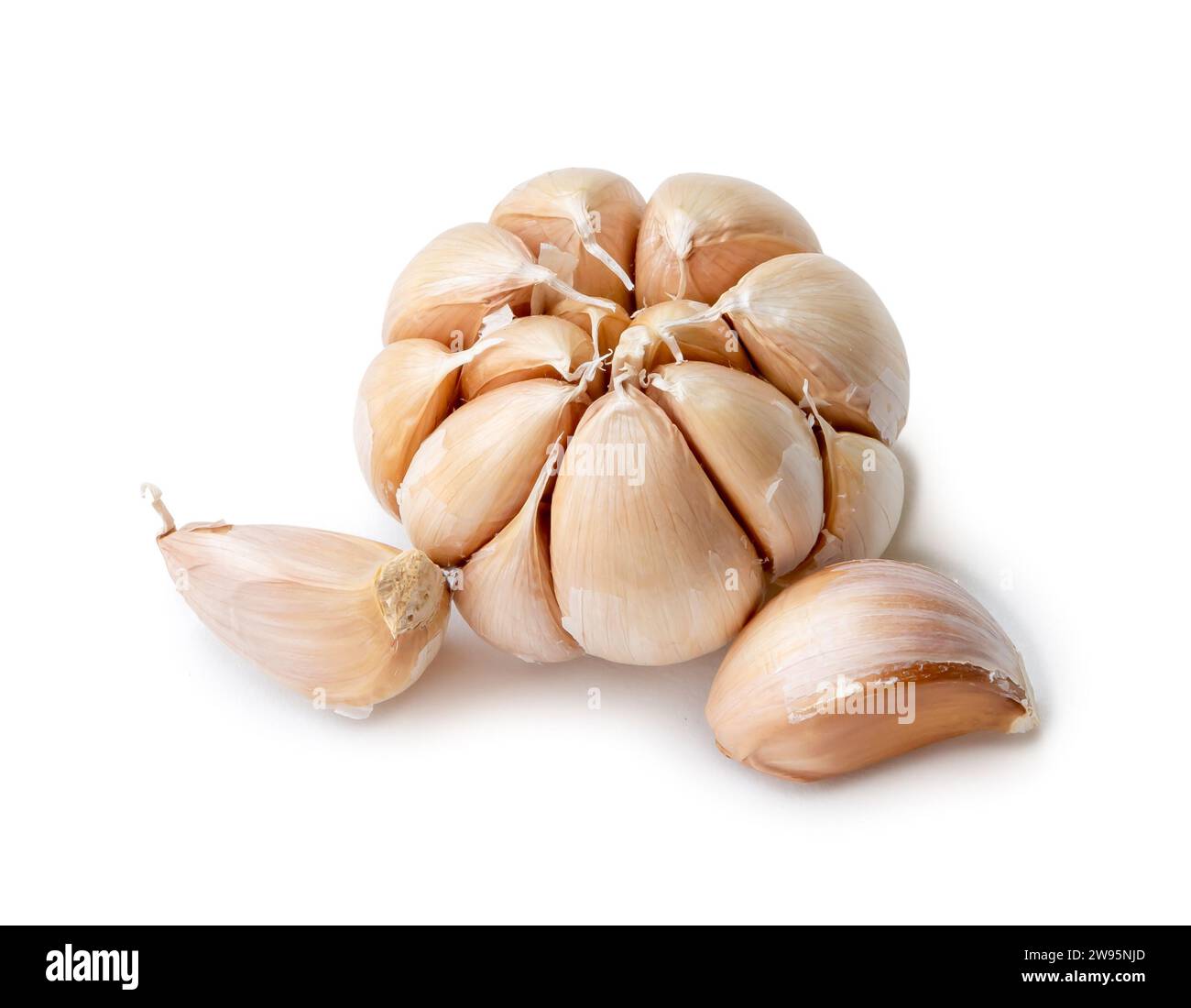 Single fresh white garlic bulb with segments is isolated on white ...