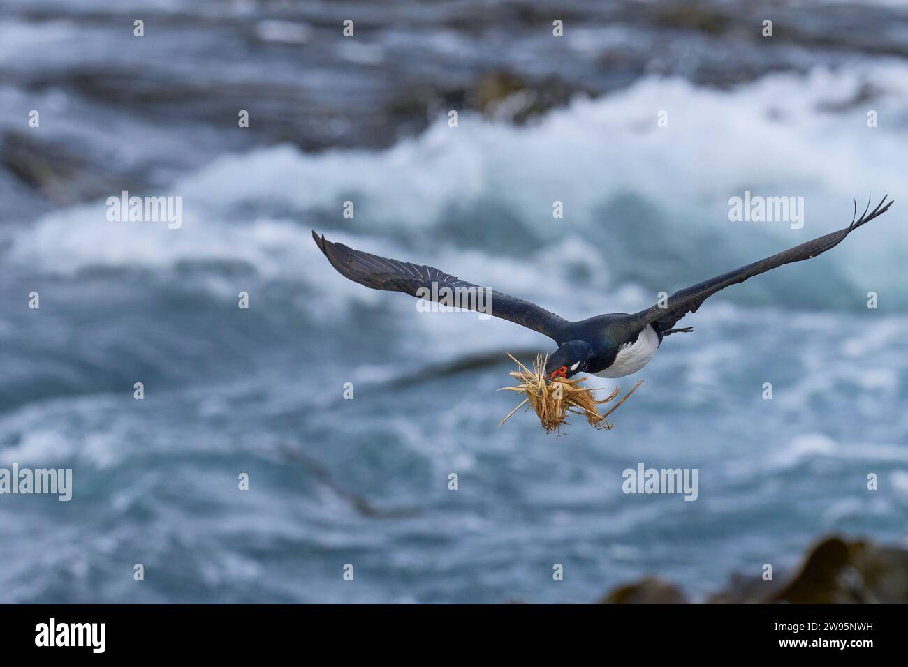 Rock Shag (Phalacrocorax magellanicus) in flight carrying pieces of ...
