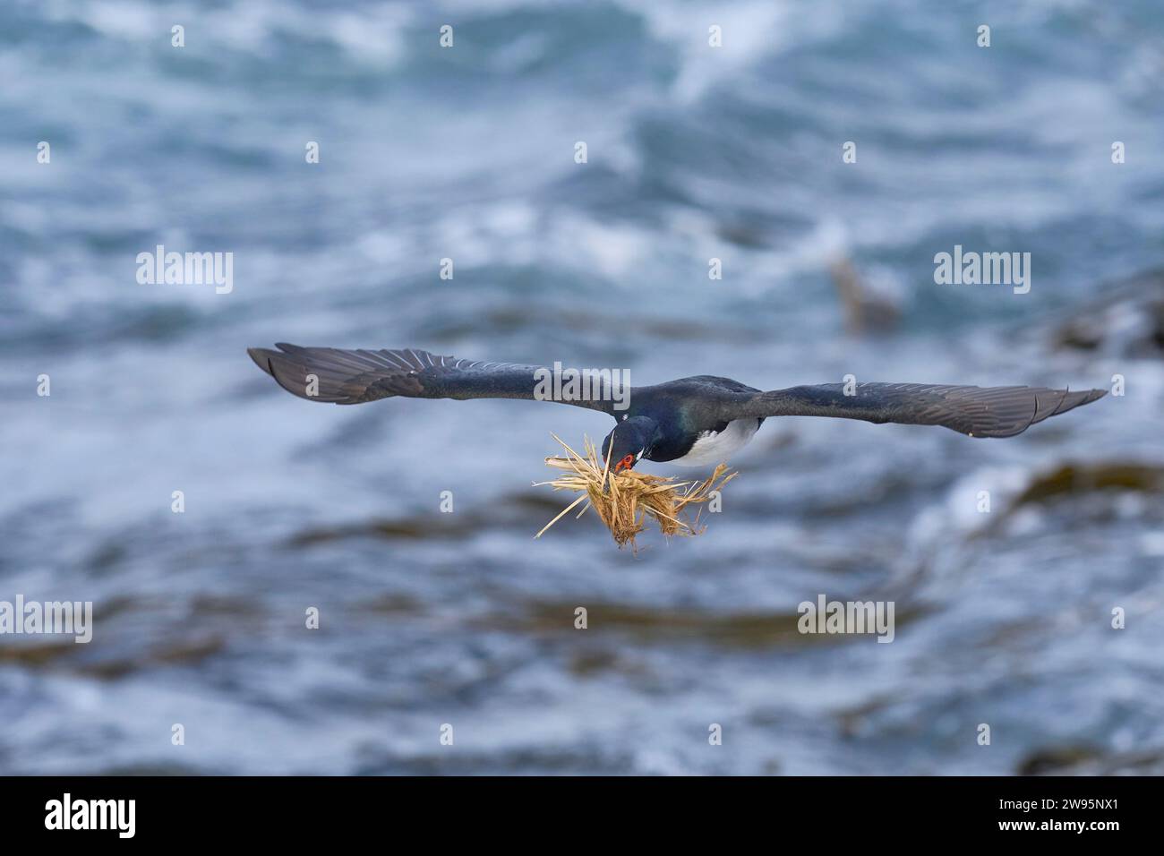 Rock Shag (Phalacrocorax magellanicus) in flight carrying pieces of ...