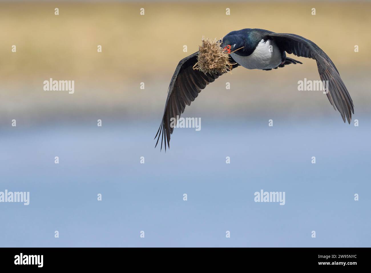 Rock Shag (Phalacrocorax magellanicus) in flight carrying pieces of ...