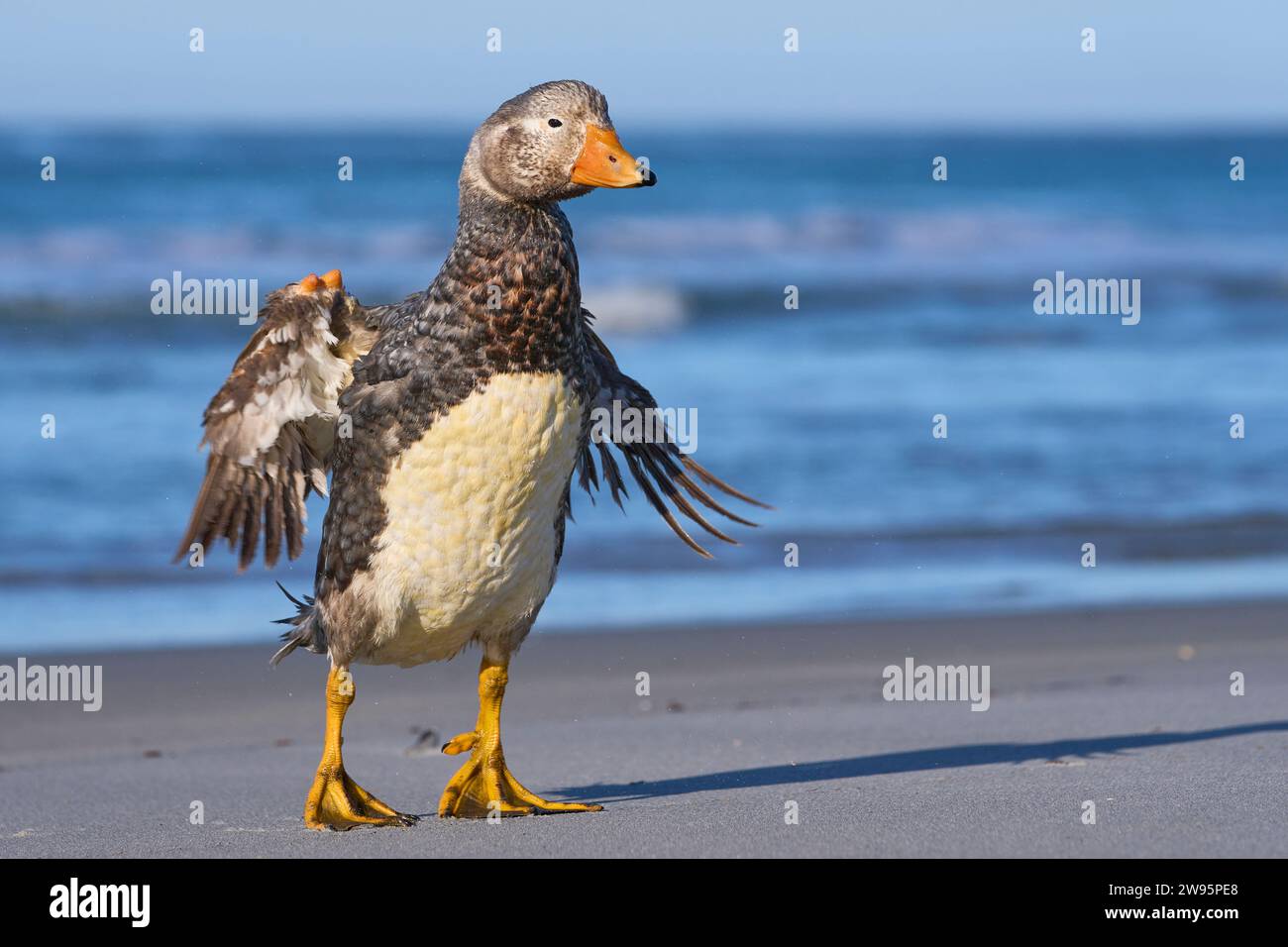 Falkland Steamer Duck (Tachyeres brachypterus) on a sandy beach on Sea ...