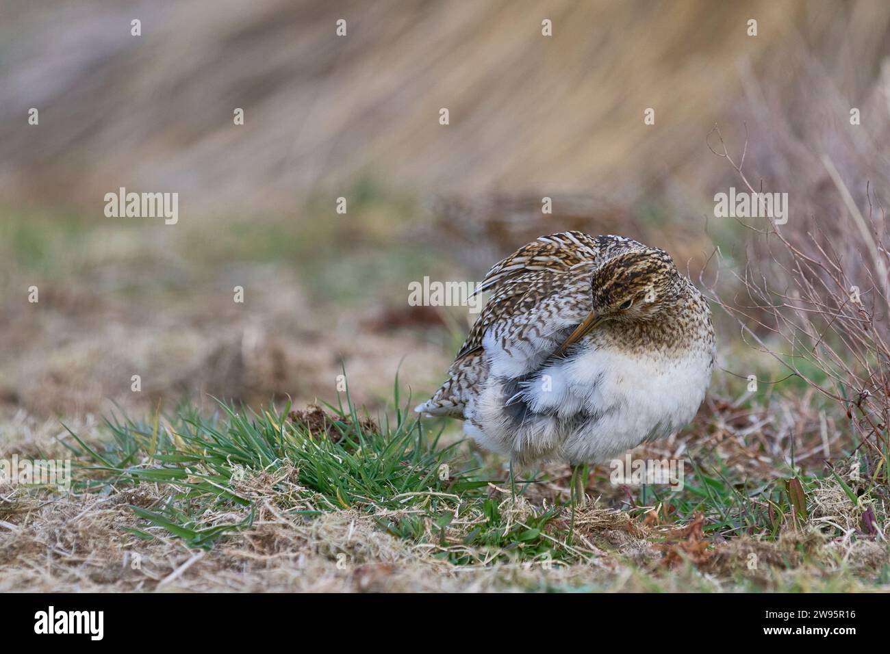 Magellanic Snipe (Gallinago paraguaiae magellanica) preening in a ...