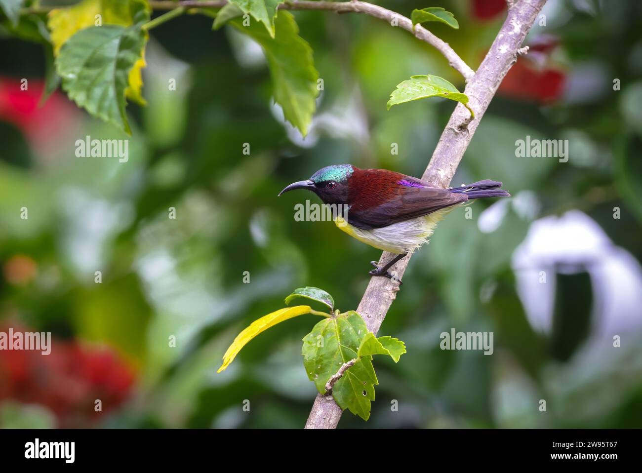 purple-rumped sunbird is a sunbird endemic to the Indian Subcontinent ...