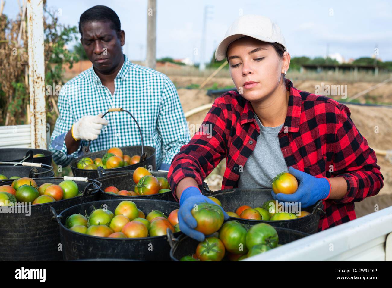 Hired workers put buckets with harvest of tomatoes together in the back ...