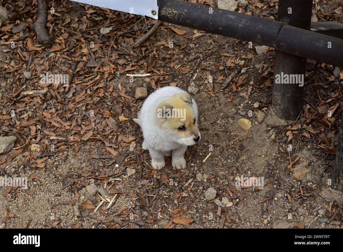 Small stray dog puppy sitting on the ground next to a wooden fence near ...