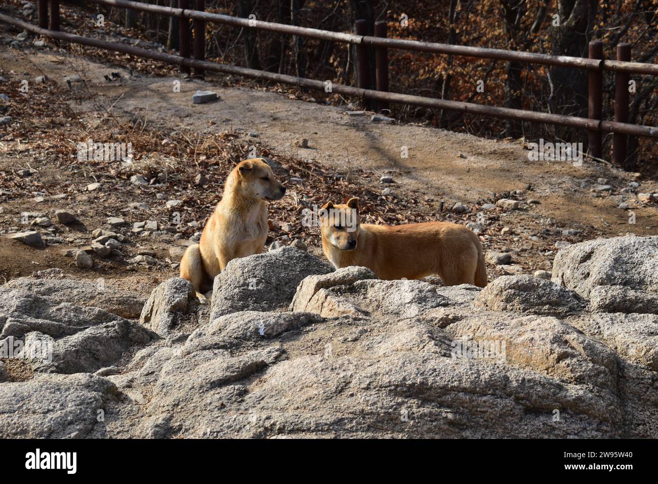 National animal of south korea hi-res stock photography and images - Alamy