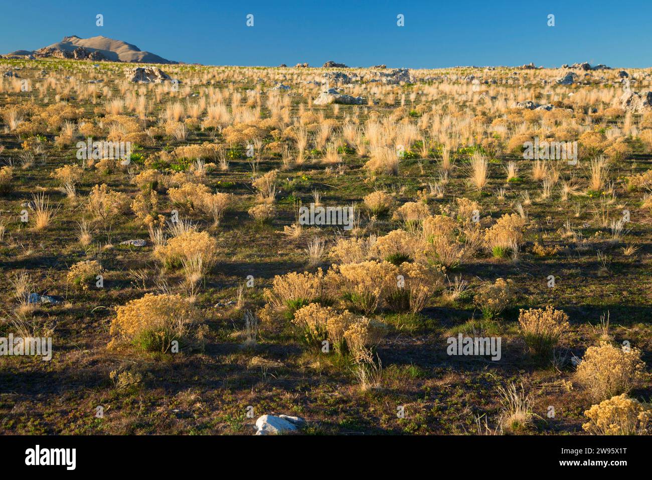 Grassland, Antelope Island State Park, Utah Stock Photo - Alamy