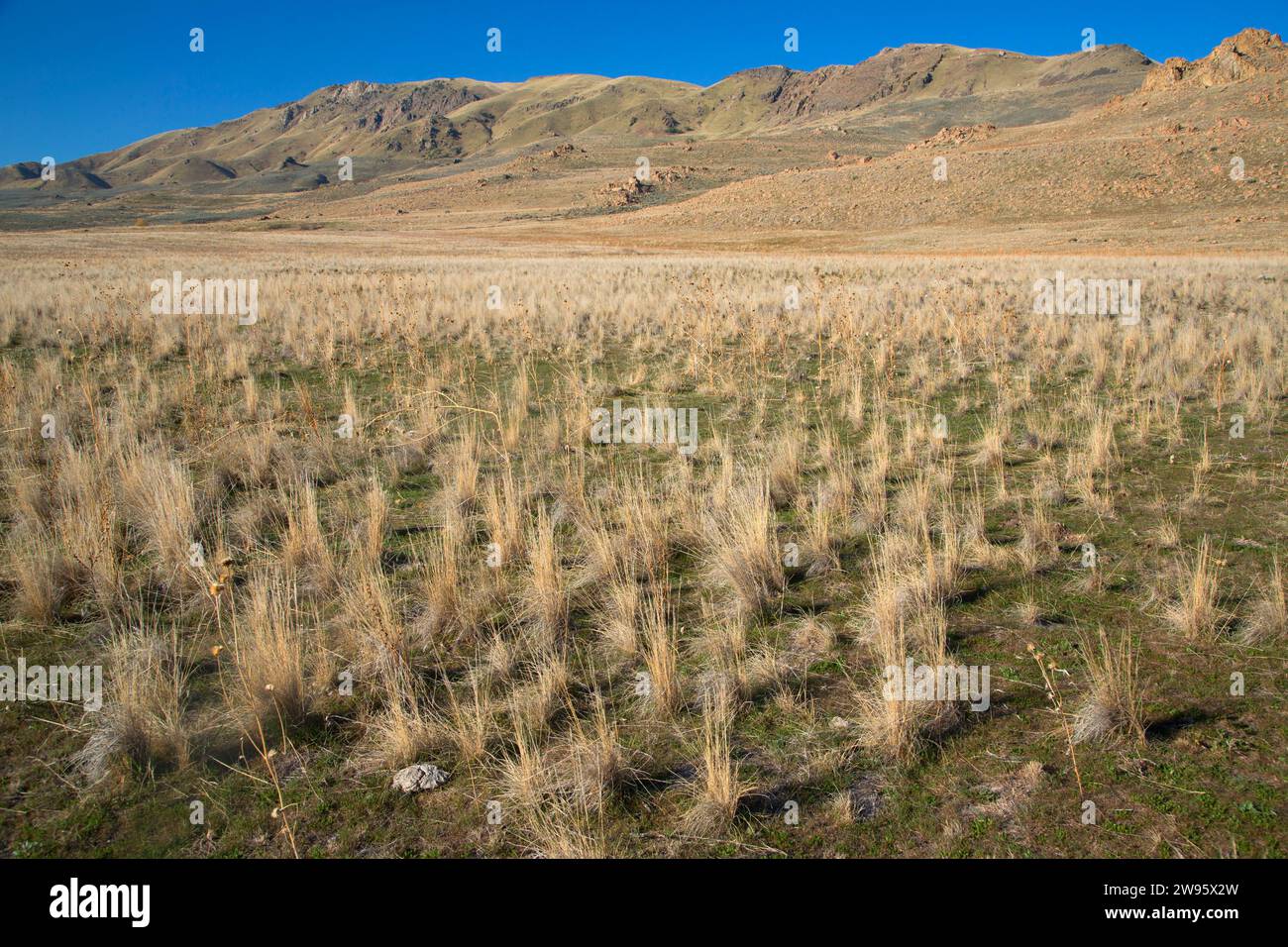 Grassland, Antelope Island State Park, Utah Stock Photo - Alamy