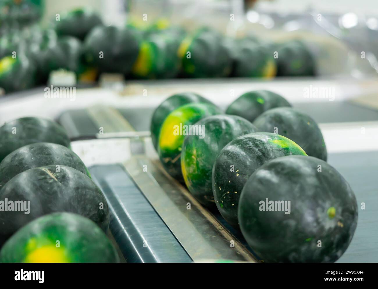 Ripe watermelons with green rind on belt of sorting industrial machine ...