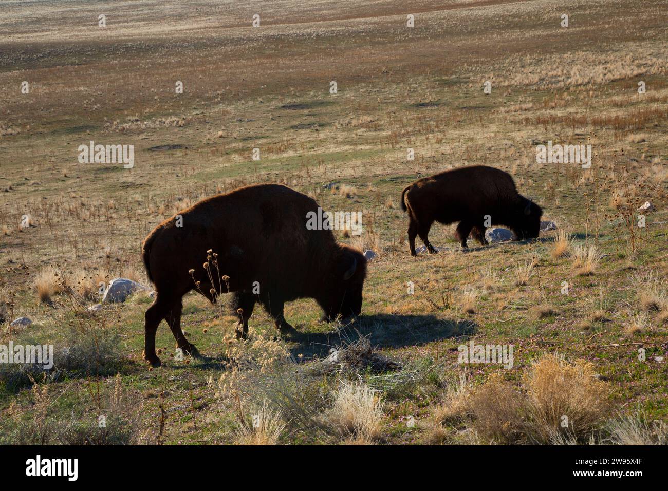 Antelope island bison utah hi-res stock photography and images - Alamy