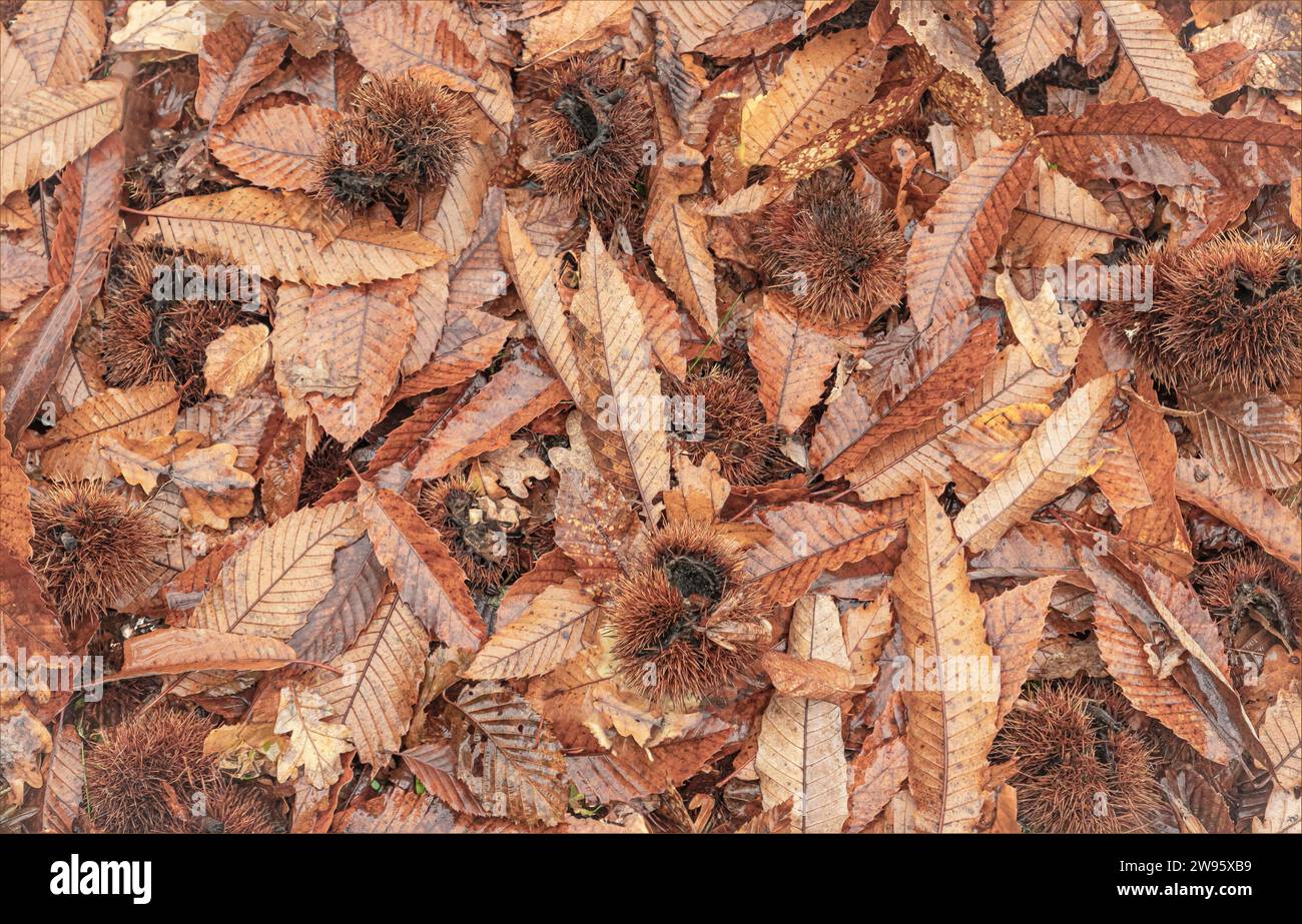 Autumn background of the empty shells of sweet chestnuts and fallen ...