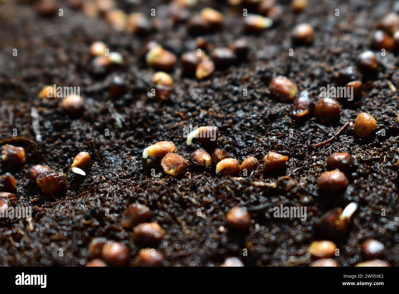 Close up of small moist seeds starting to germinate on wet dirt soil ...