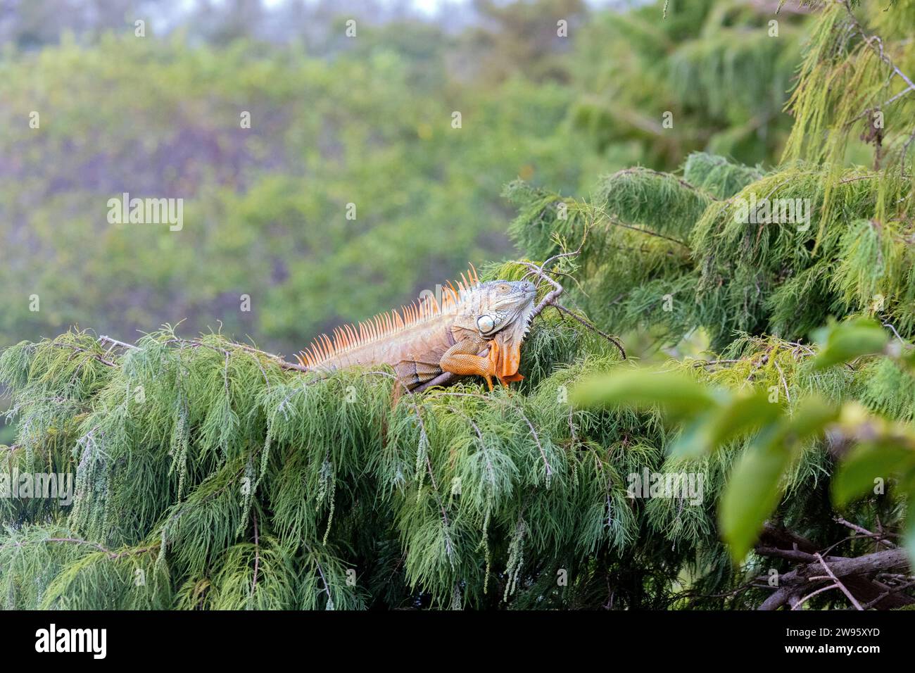 Invasive iguana species hi-res stock photography and images - Alamy