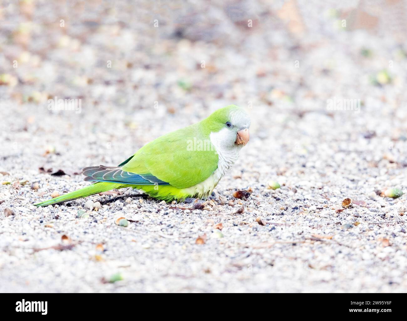 Monk Parakeet on the ground Stock Photo - Alamy