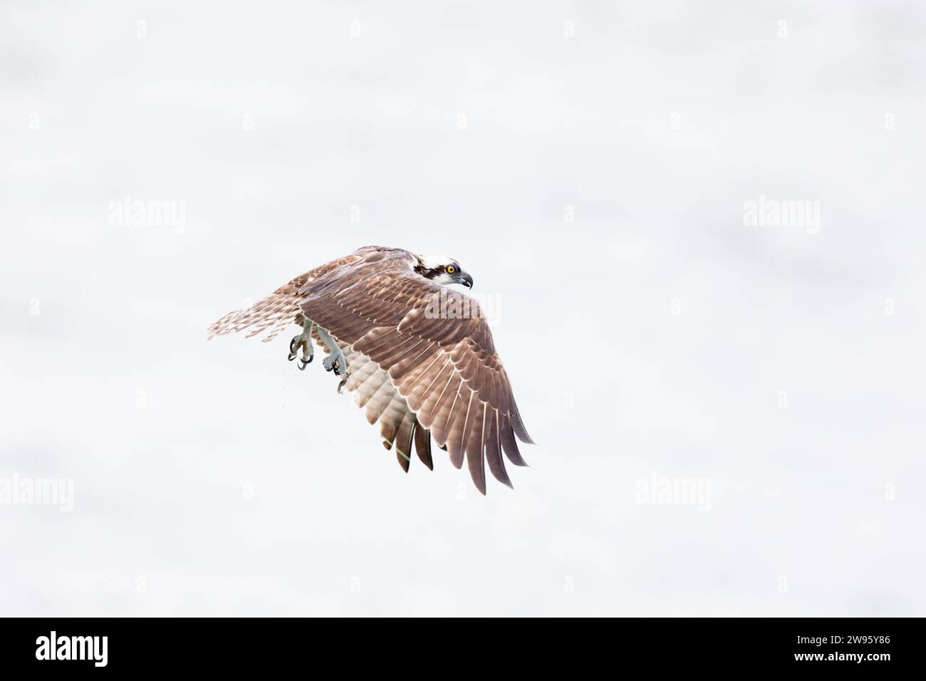 Osprey in flight with Wings down hi key Stock Photo - Alamy