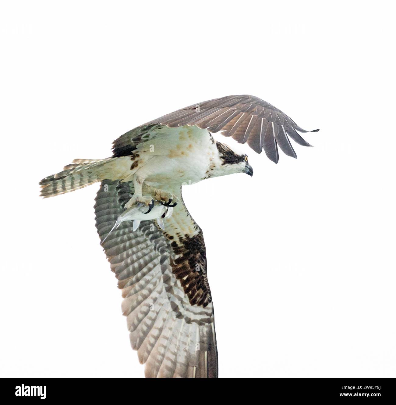 Osprey in flight with saltwater fish Stock Photo - Alamy