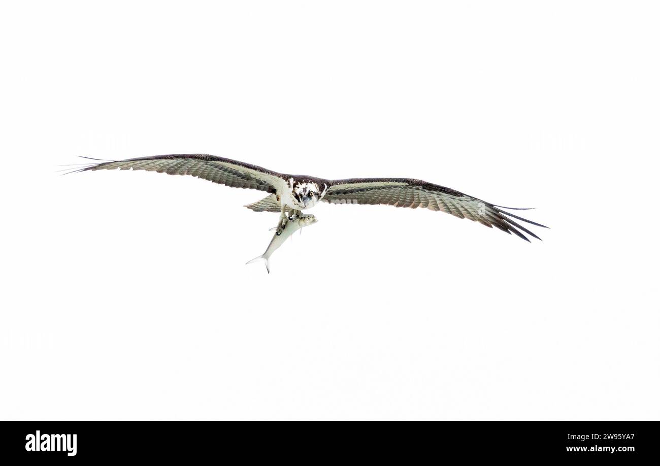 Osprey in Flight with Saltwater Fish Stock Photo - Alamy
