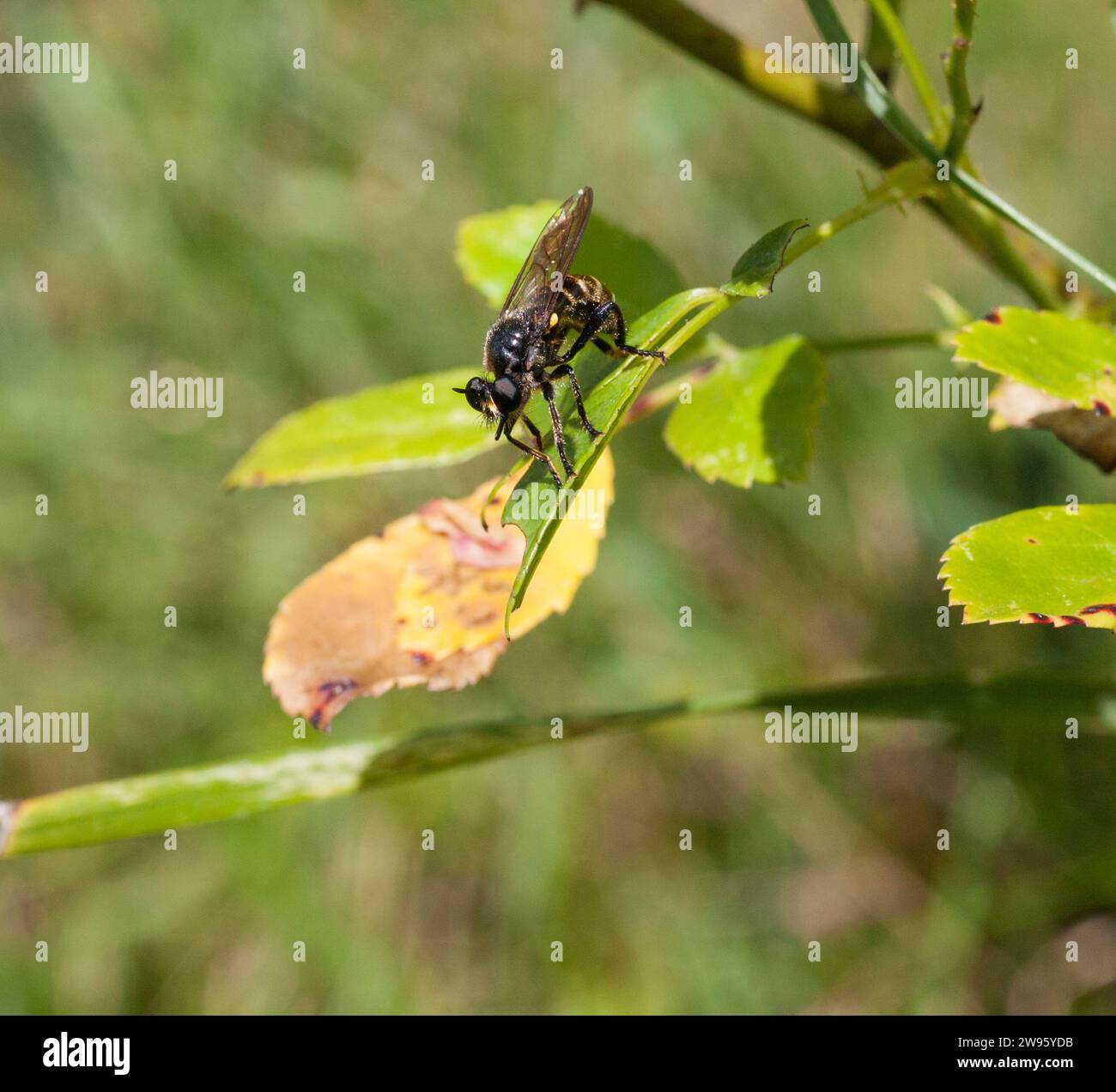 ASILIDAE Robber Fly Stock Photo - Alamy