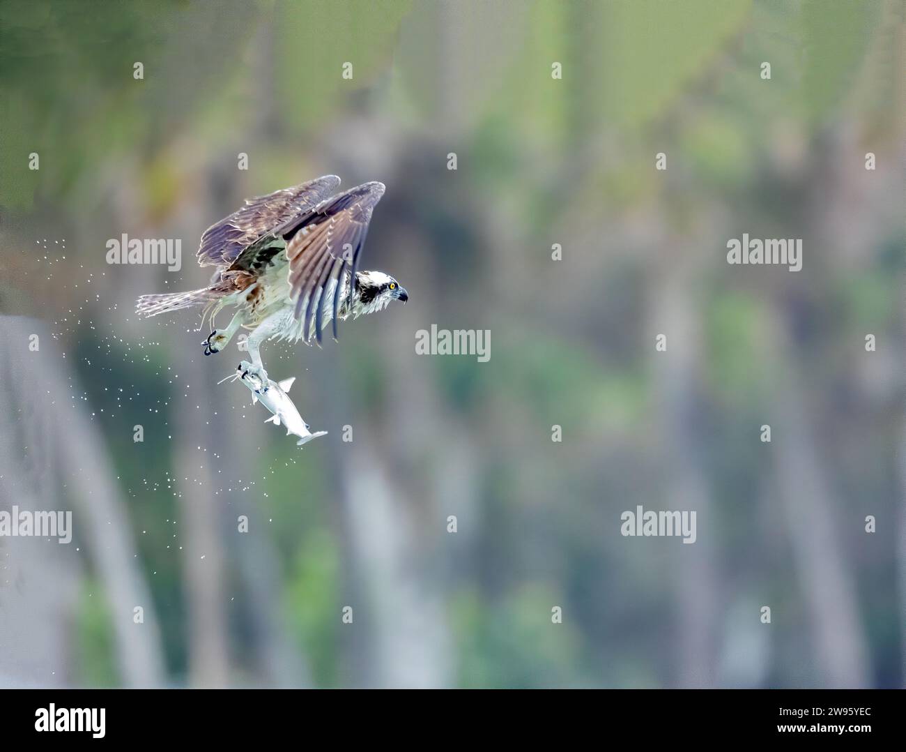 Osprey in Flight with White Saltwater Catfish Stock Photo - Alamy