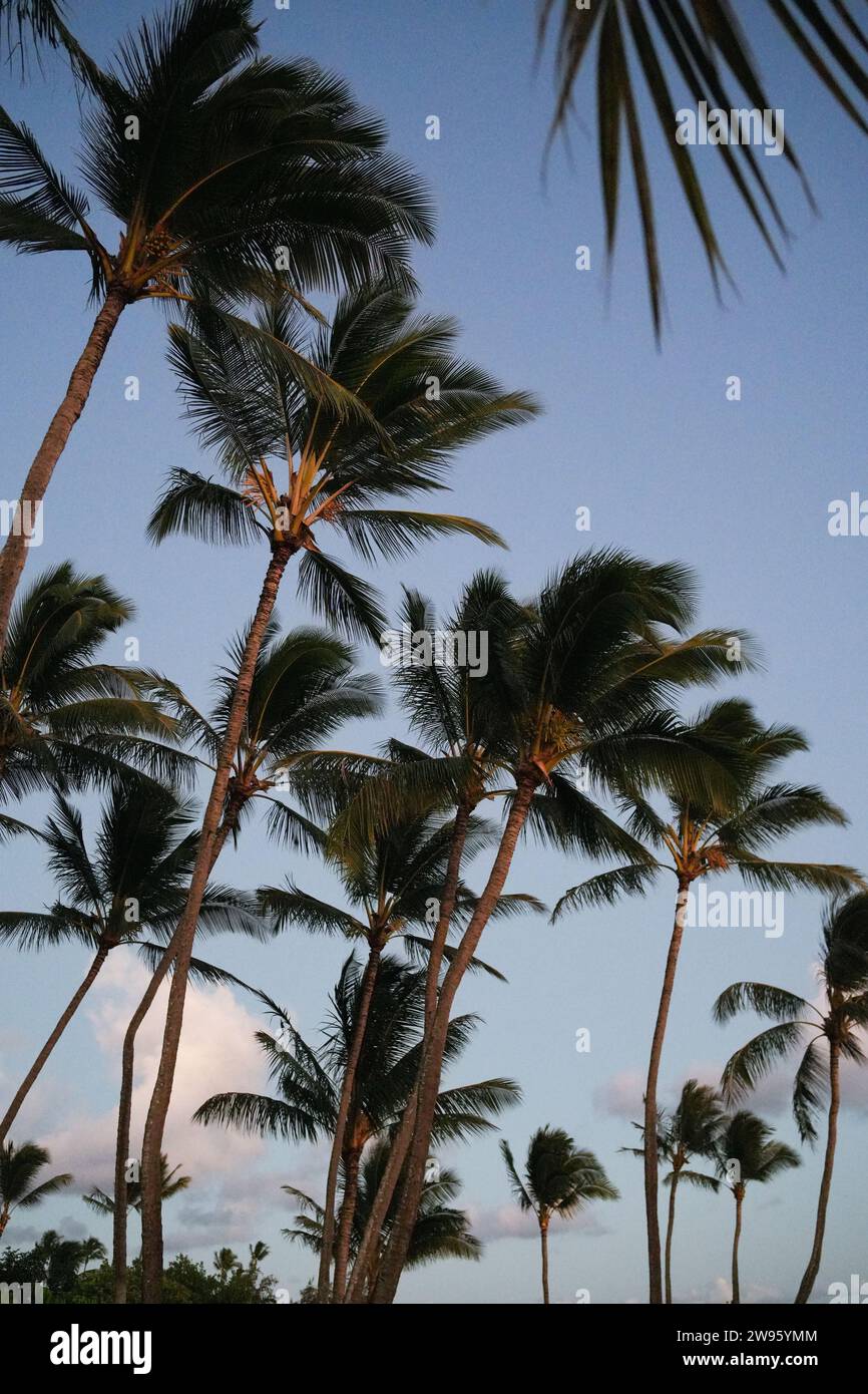 Beautiful tropical background palm trees hi-res stock photography and ...