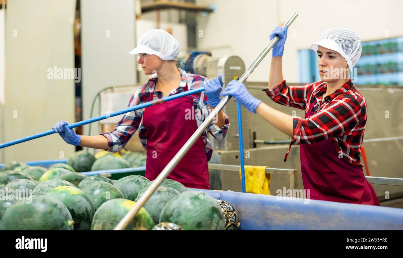 Female sorters working on watermelons sorting line in fruit processing ...