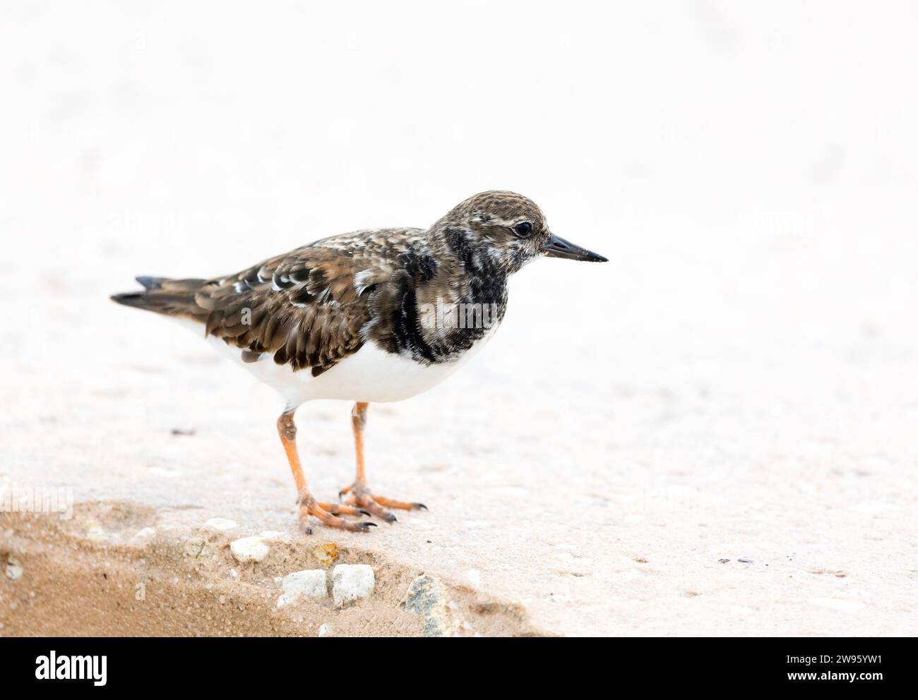 Ruddy Turnstone Winter Plumage Stock Photo - Alamy