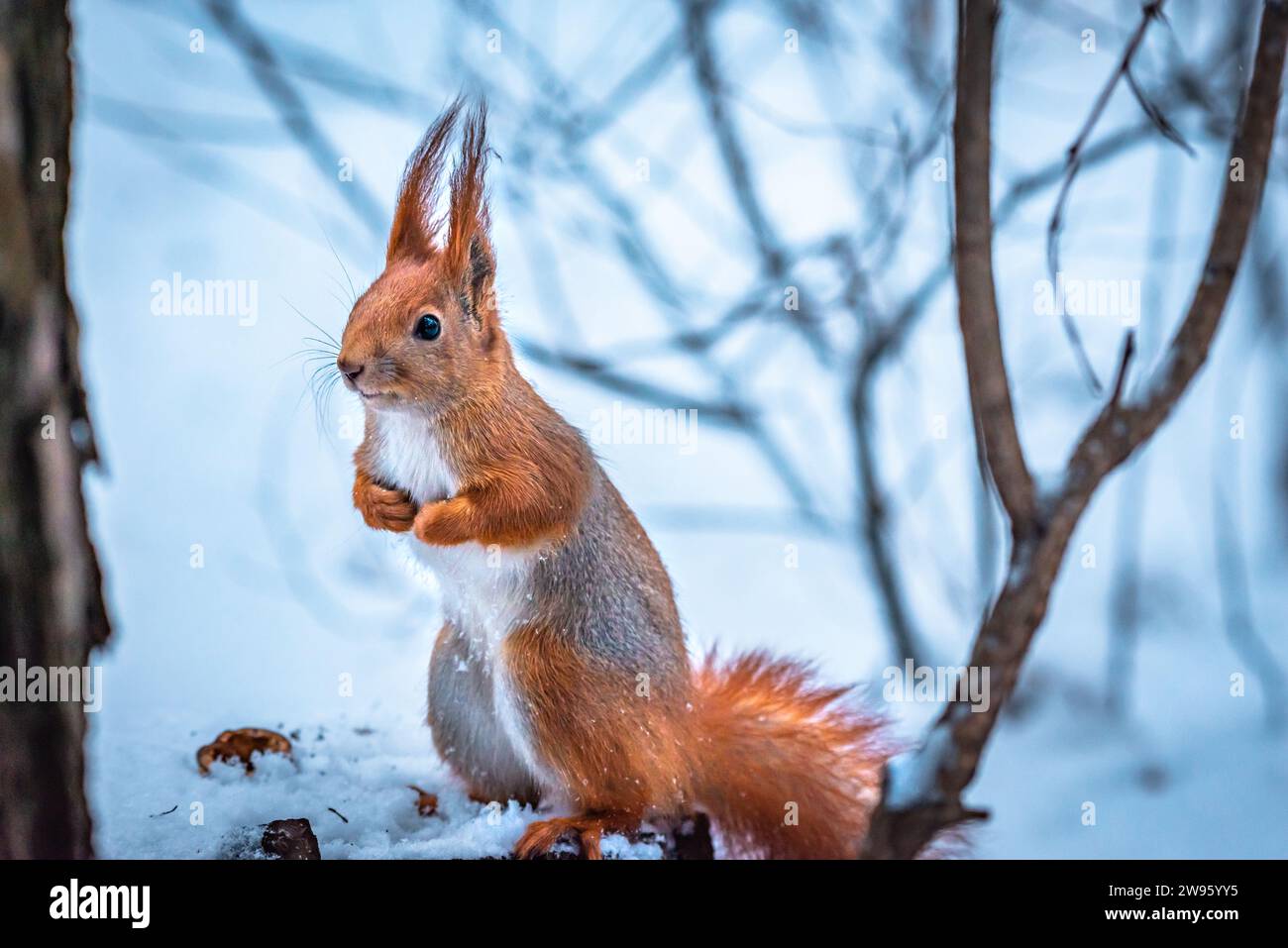 Red squirrel standing on hind legs amidst a snow-covered forest Stock ...