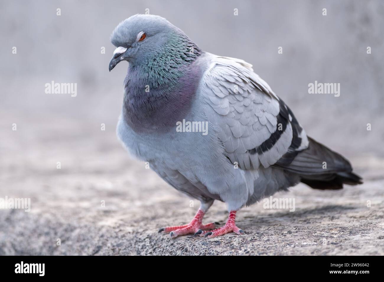 Angry pigeon hi-res stock photography and images - Alamy