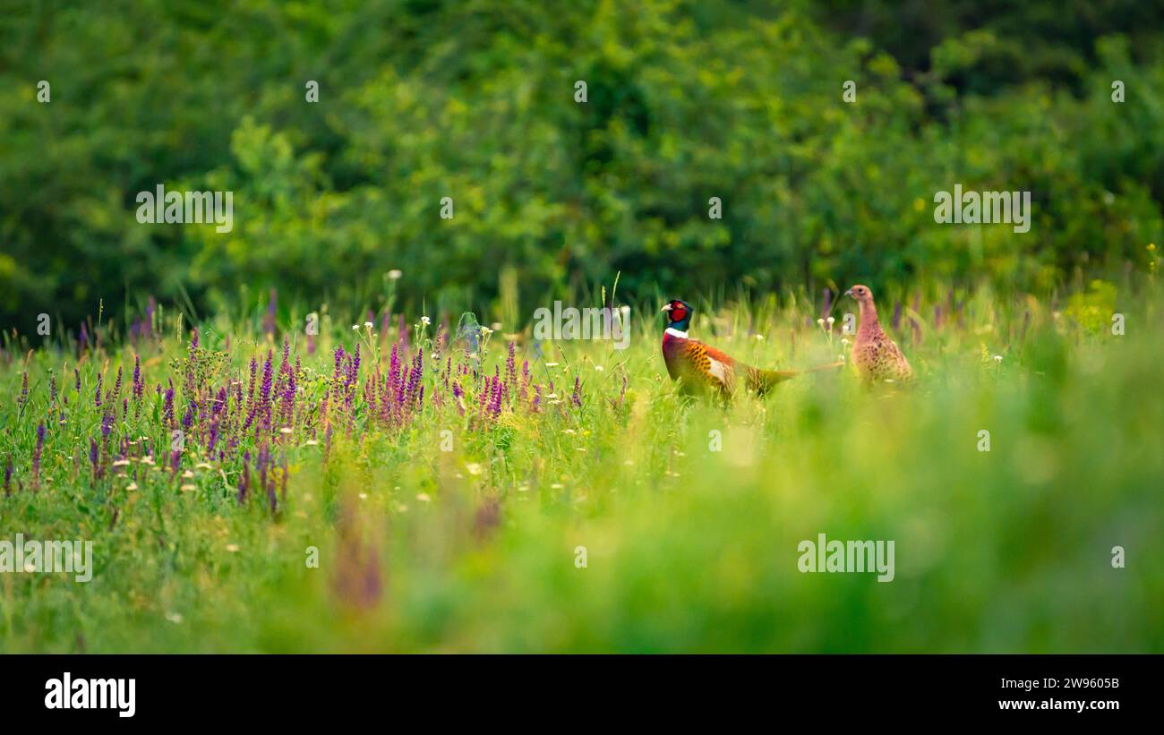 Male and female pheasants hi-res stock photography and images - Alamy