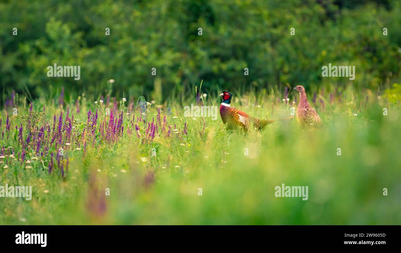 Male and female pheasants hi-res stock photography and images - Alamy