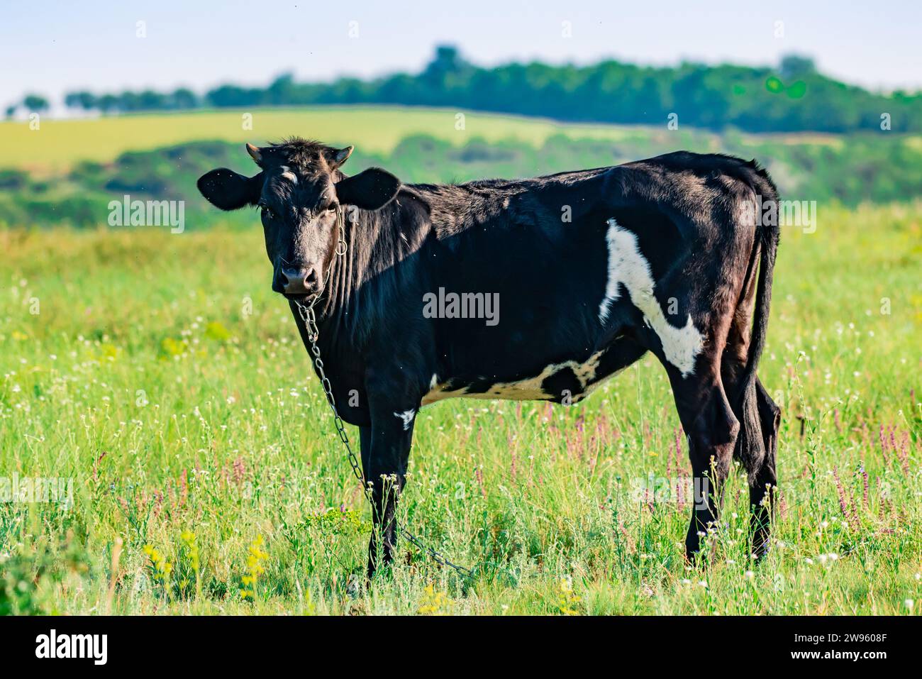 Black cow with white spots hi-res stock photography and images - Alamy