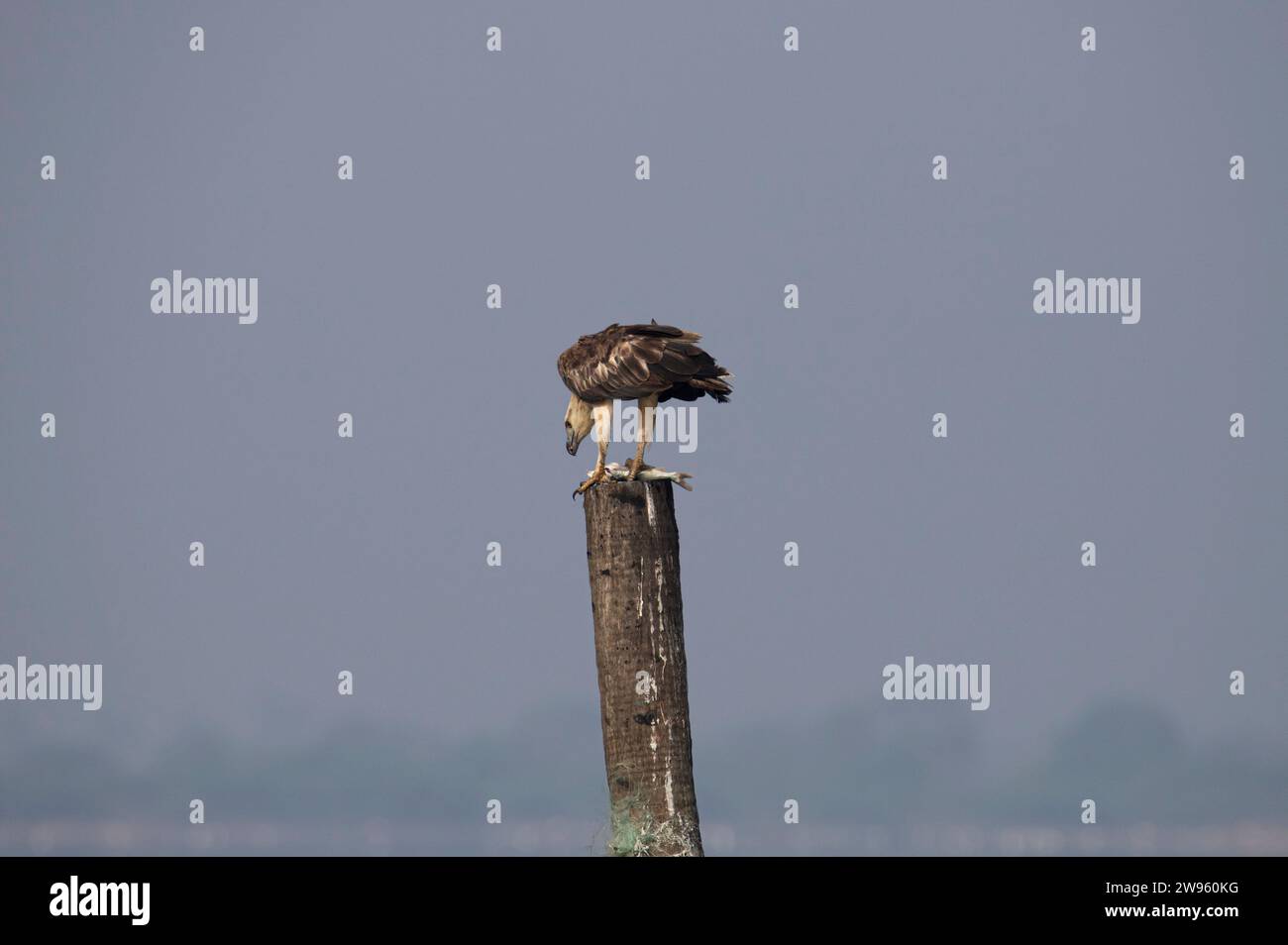 White bellied sea eagle perched on a wood log with fish catch Stock ...