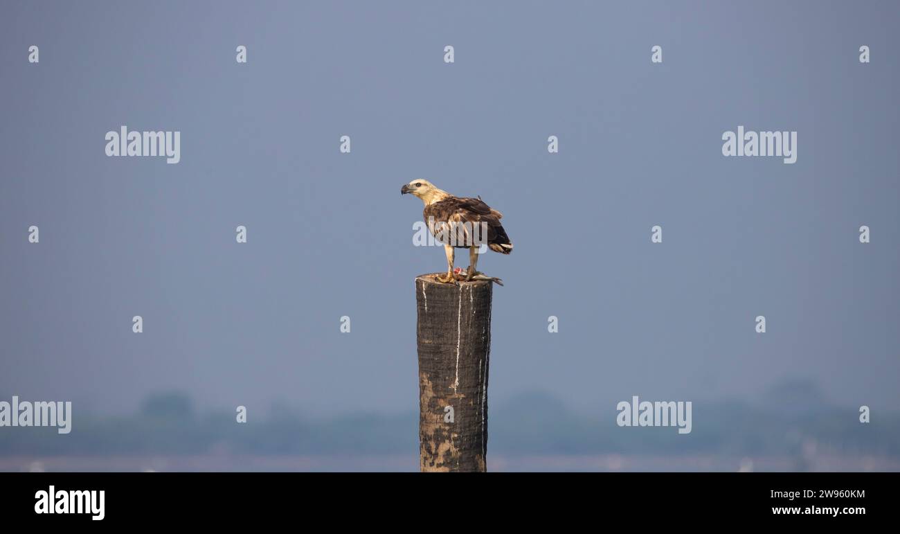 White bellied sea eagle perched on a wood log with fish catch Stock ...