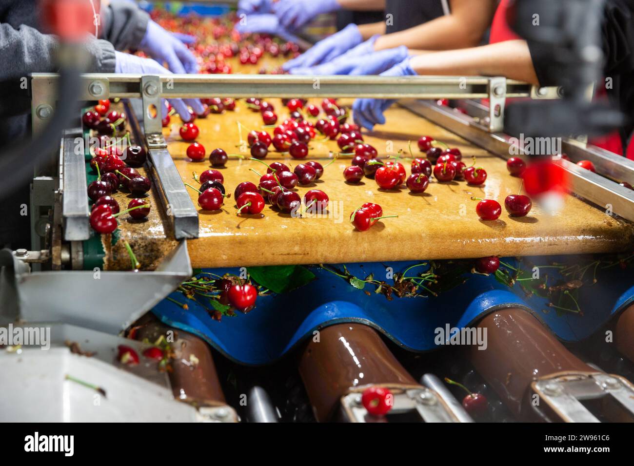 Cherry sorting and selecting in a warehouse Stock Photo - Alamy