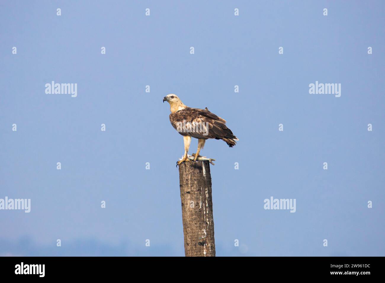 White bellied sea eagle perched on a wood log with fish catch Stock ...