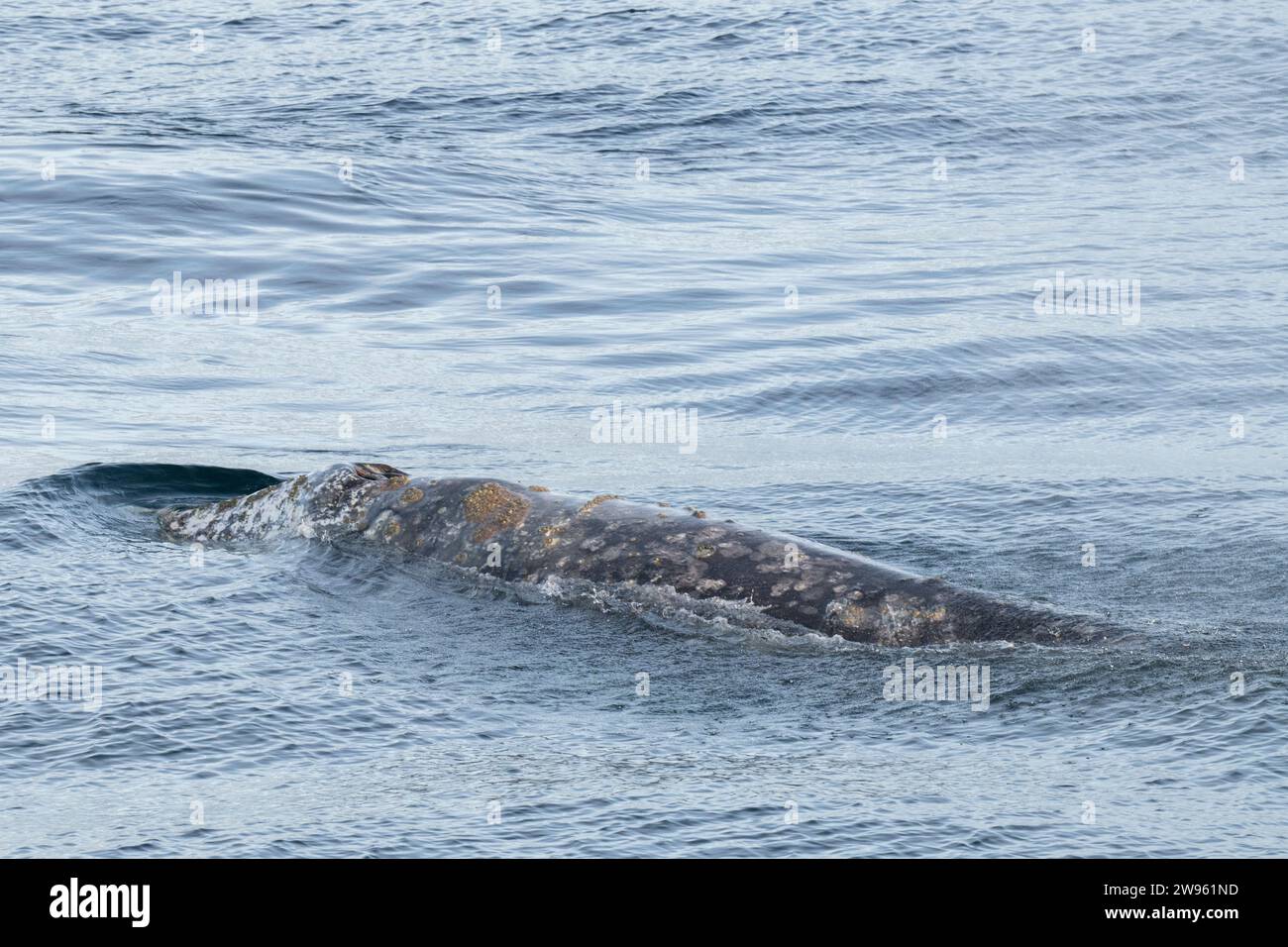 USA, Alaska, Beaufort Sea. Gray whales (Eschrichtius robustus Stock ...