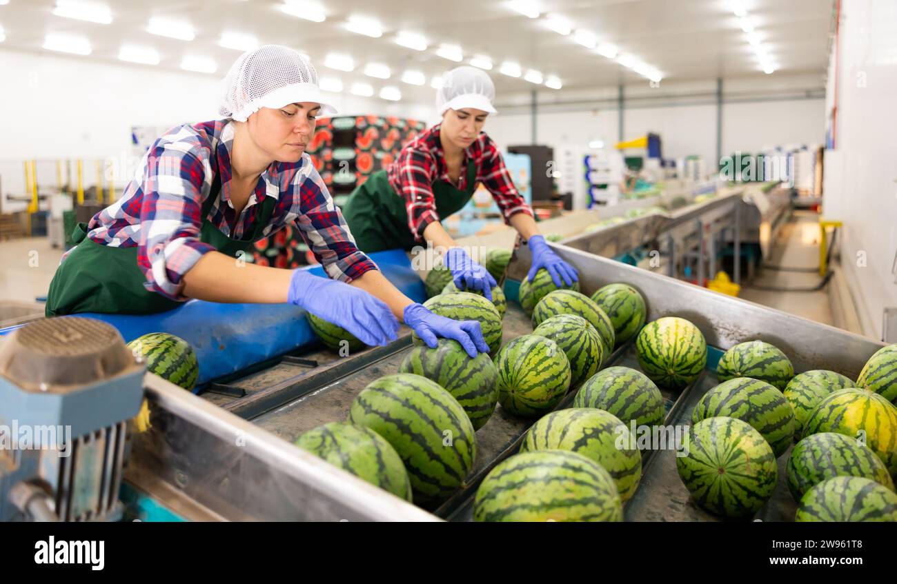Female sorter working on watermelons sorting line in fruit processing ...