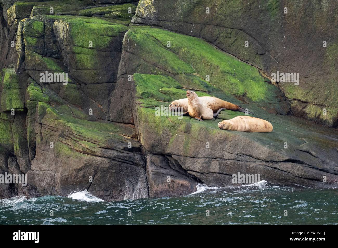 Alaska, Bering Strait, Diomede Islands. Steller sea lions (Eumetopias ...
