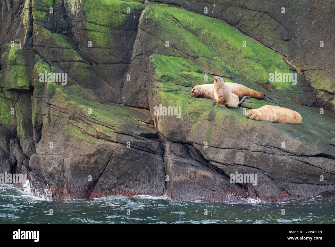 Alaska, Bering Strait, Diomede Islands. Steller sea lions (Eumetopias ...