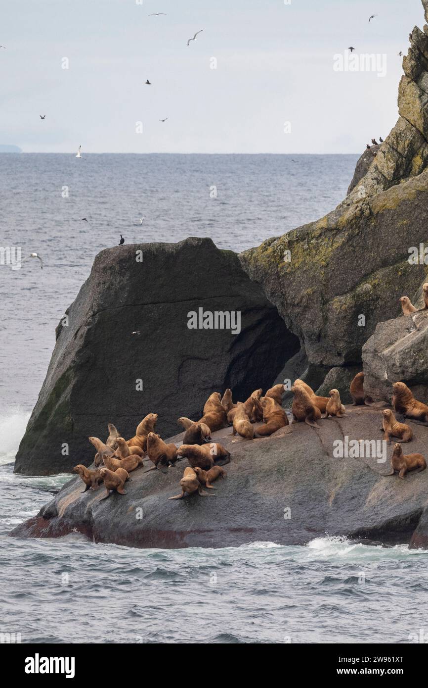 Alaska, Bering Strait, Diomede Islands. Steller sea lions (Eumetopias ...