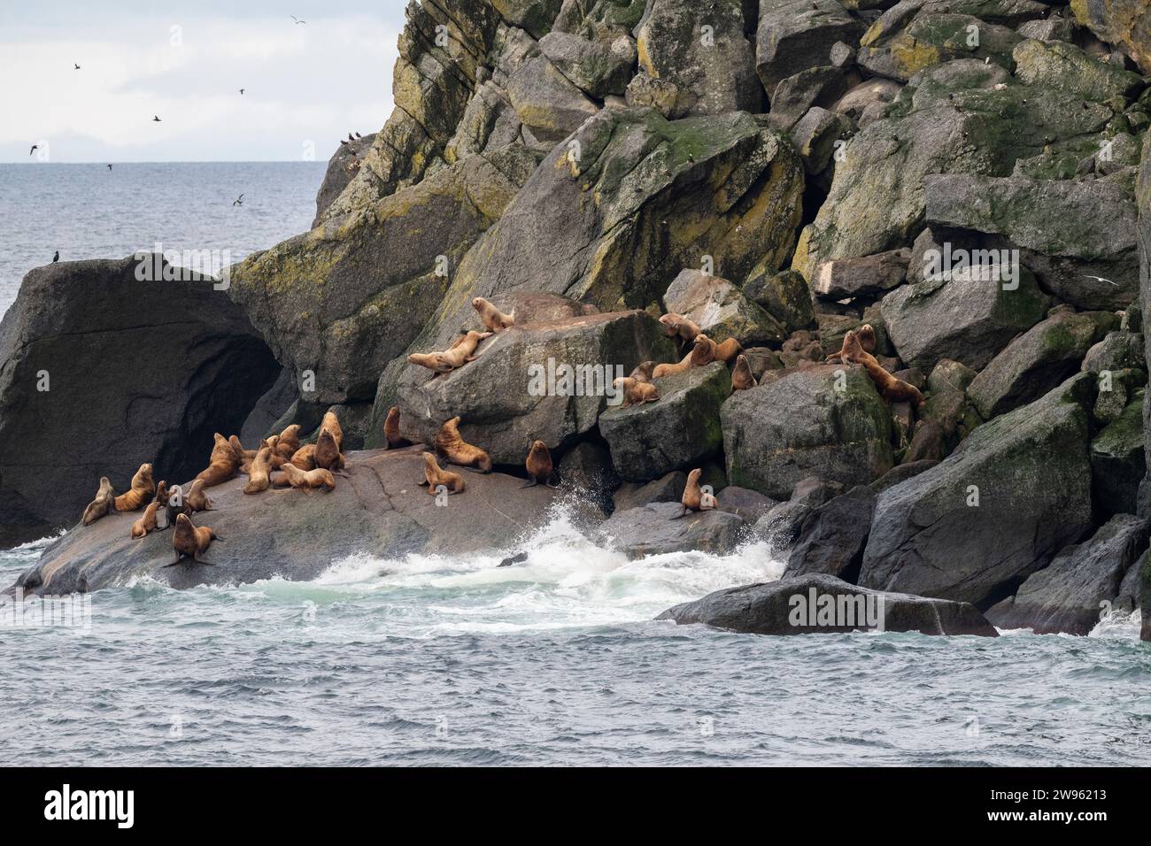 Alaska, Bering Strait, Diomede Islands. Steller sea lions (Eumetopias ...