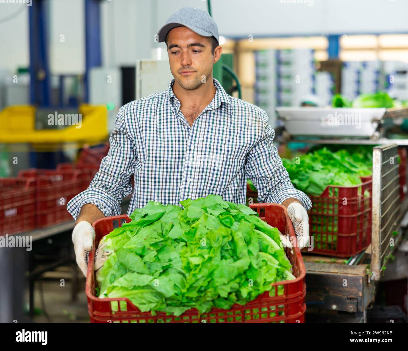 Man stacking boxes with lettuce on sorting line in vegetable factory ...