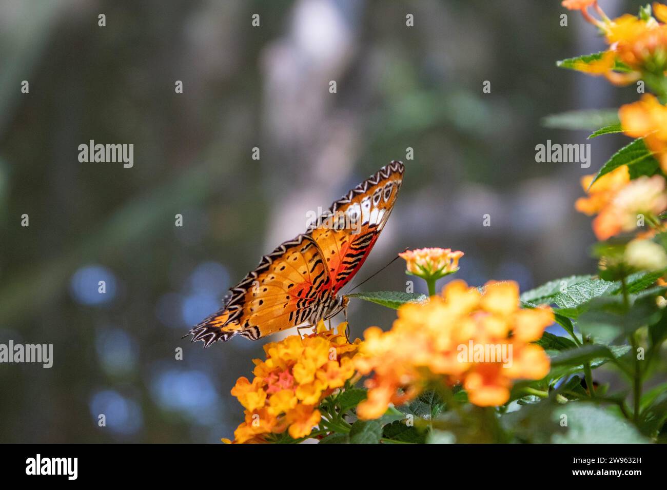 Butterfly temple hi-res stock photography and images - Alamy